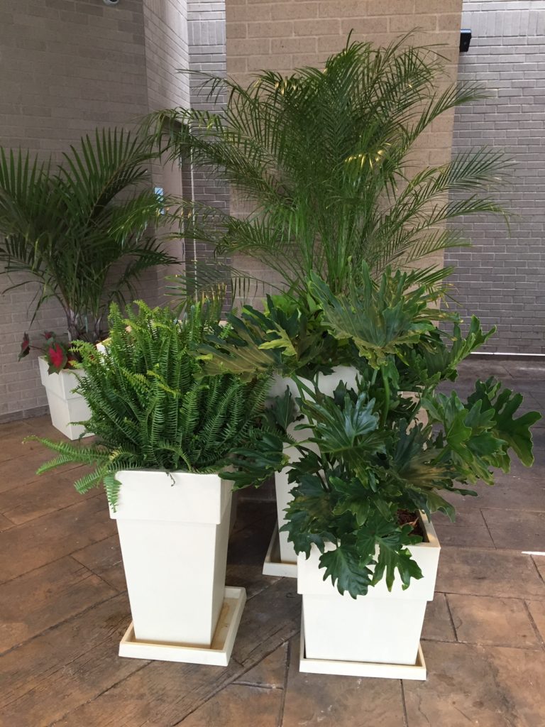 Our plantscape design in Louisville, KY is award winning!