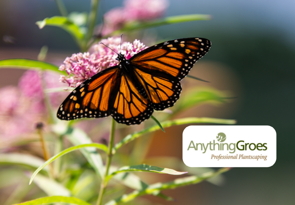 Discovering Kentucky's Native Pollinators - Anything Groes